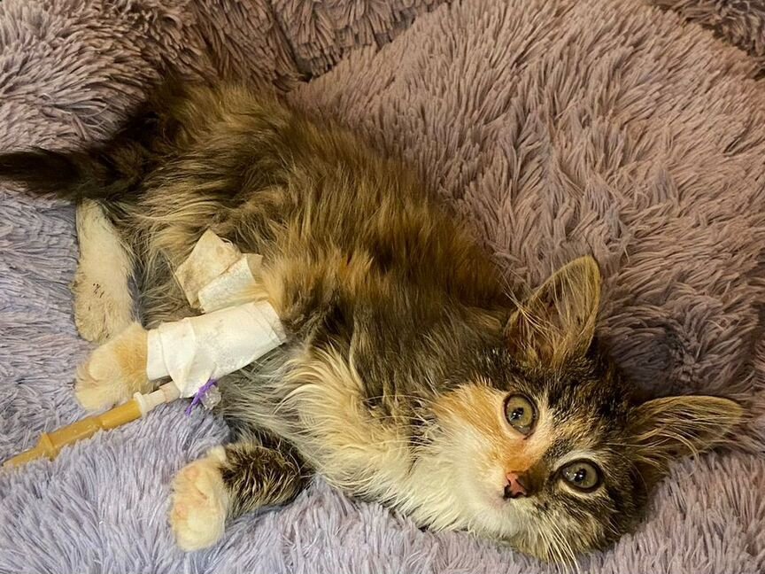 Больного котенка нашли на улице