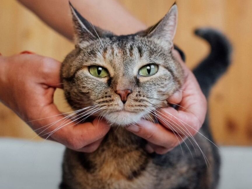 Ласковая красотка