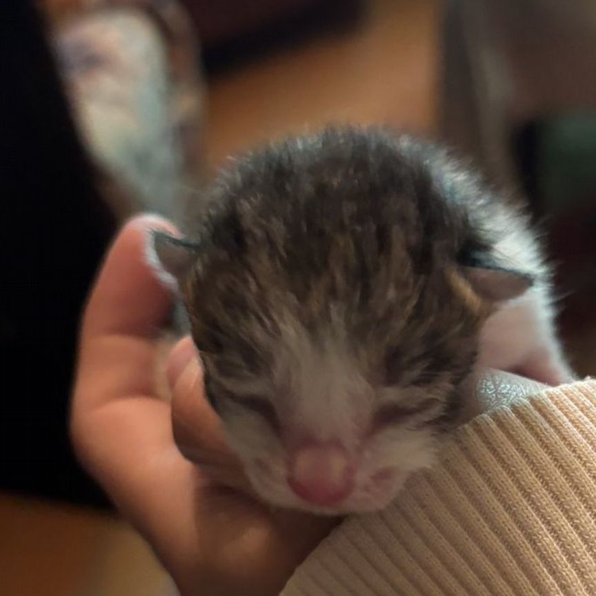 Котенок серый полосатый