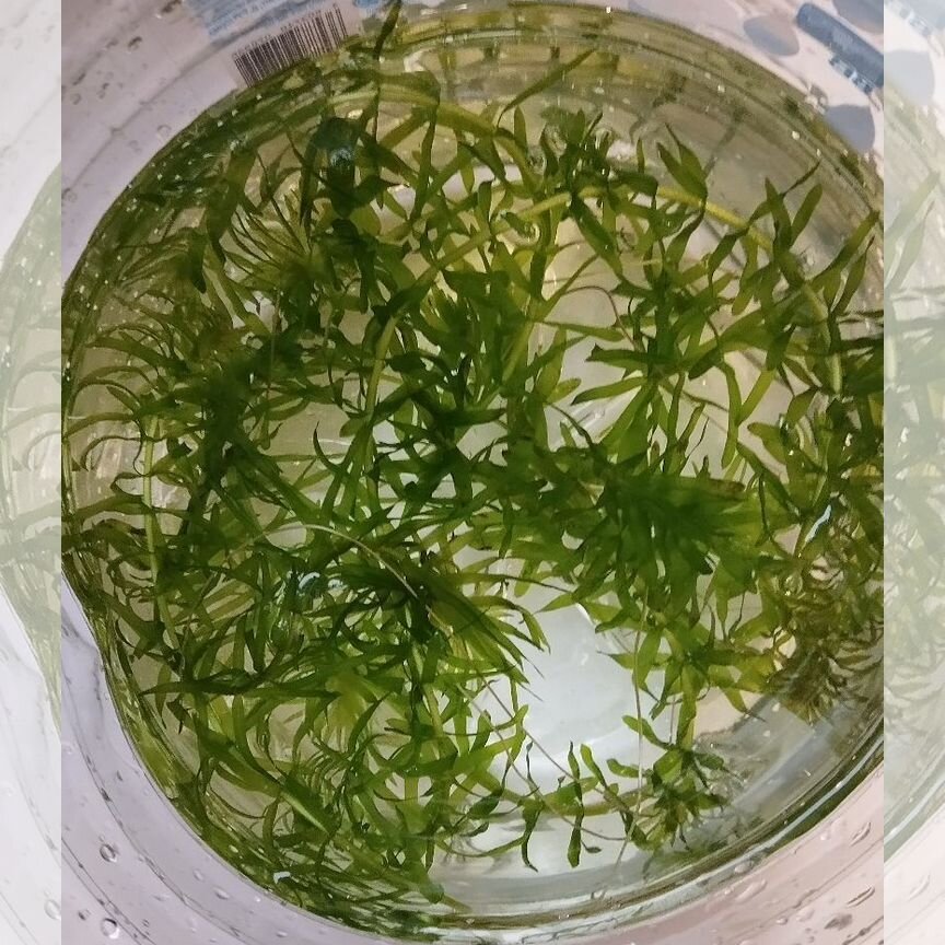 Растения для аквариума москва Рголисник