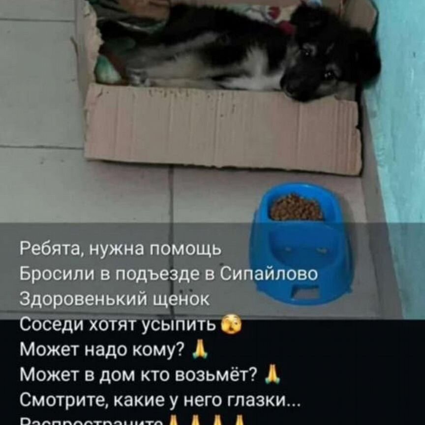 Щенок в добрые руки бесплатно