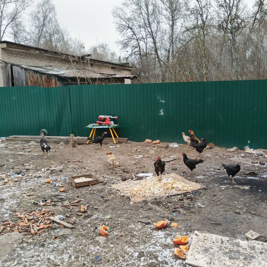 Продаю все питуха