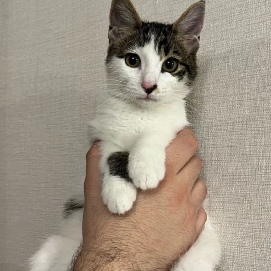 Котенок и кошка ищут дом