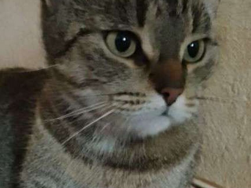 Кошечка бесплатно