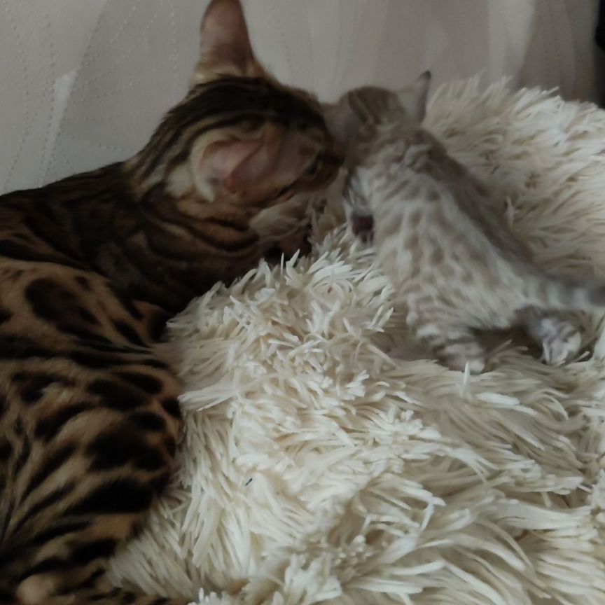 Продам котят бенгалов