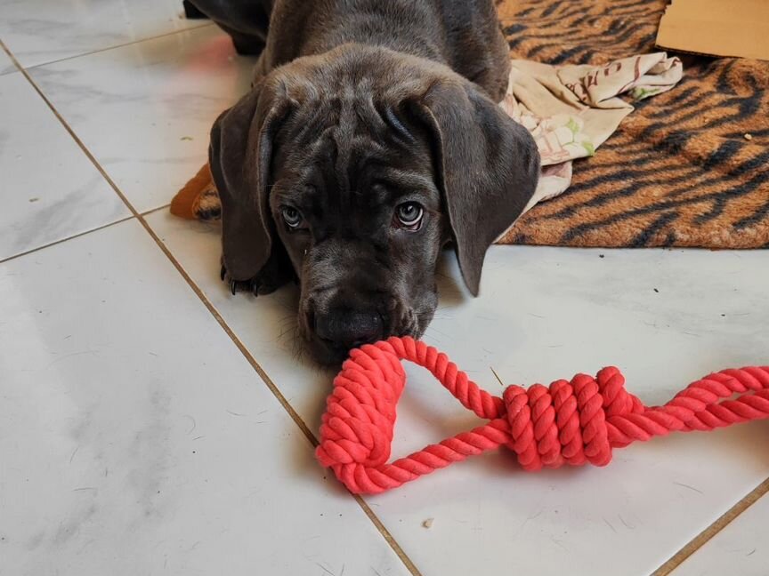 Щенки кане корсо