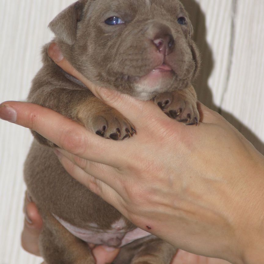 Американский булли мальчики