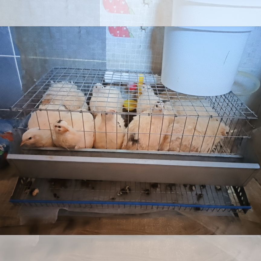 Перепела Белый гигант