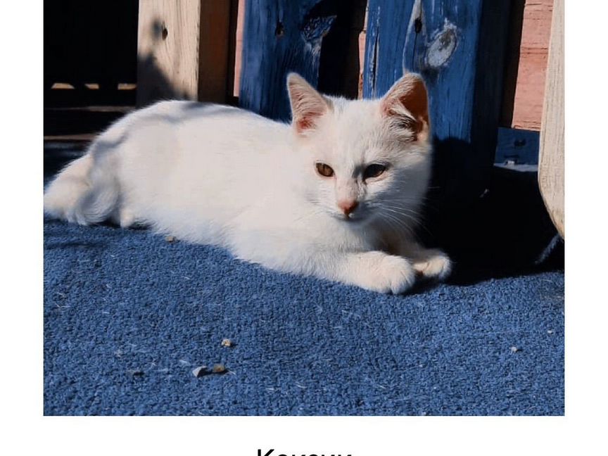 Котенок милаш