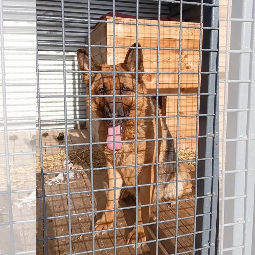 Немецкая овчарка, взрослая собака