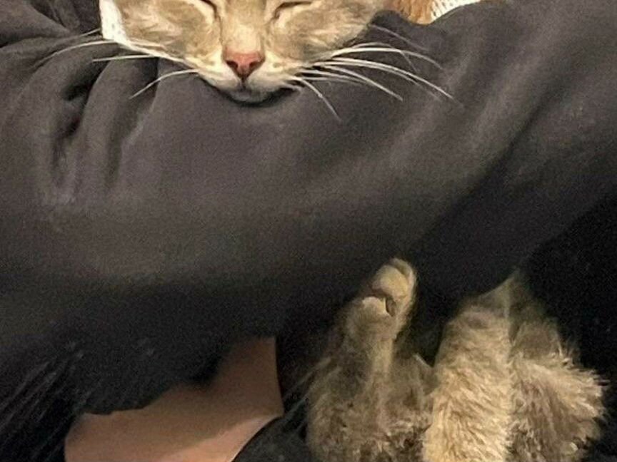 Котенок мальчик