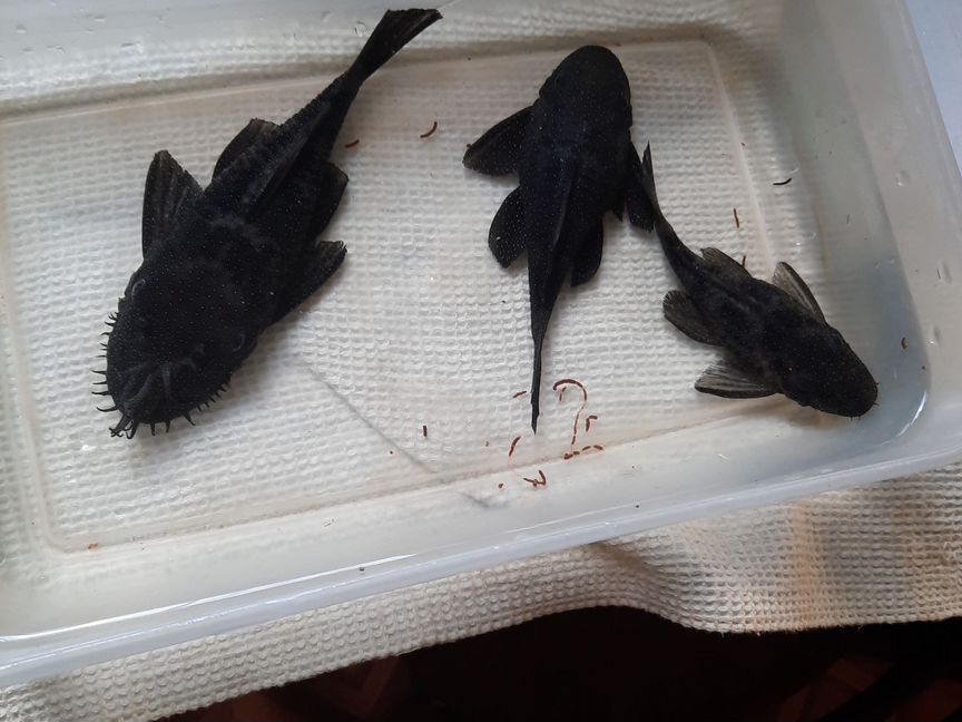 Рыбки оквсриумные