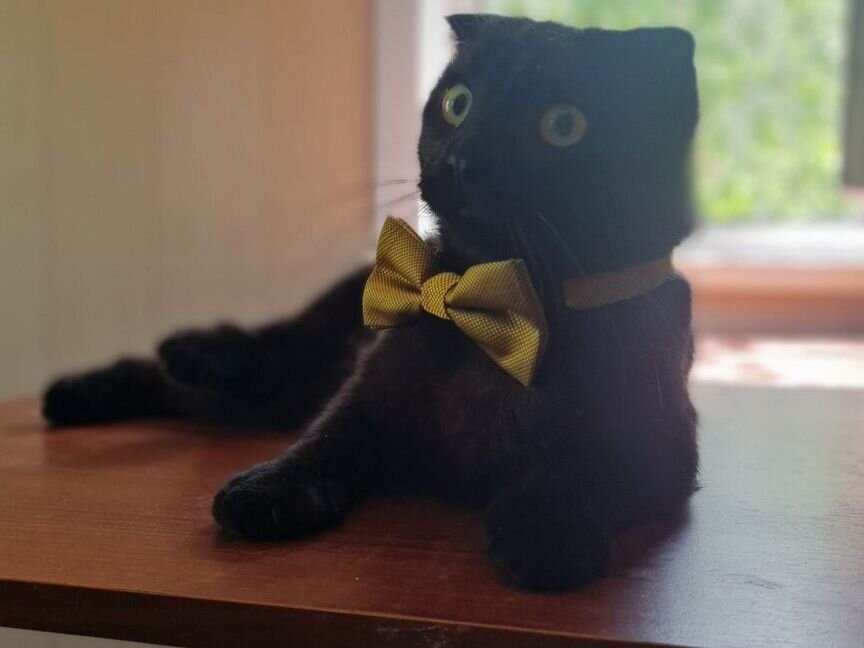 Вислоухий котик Блэк в очень добрые руки