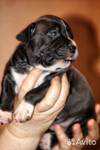 Стафф терьер, девчонки. РКФ