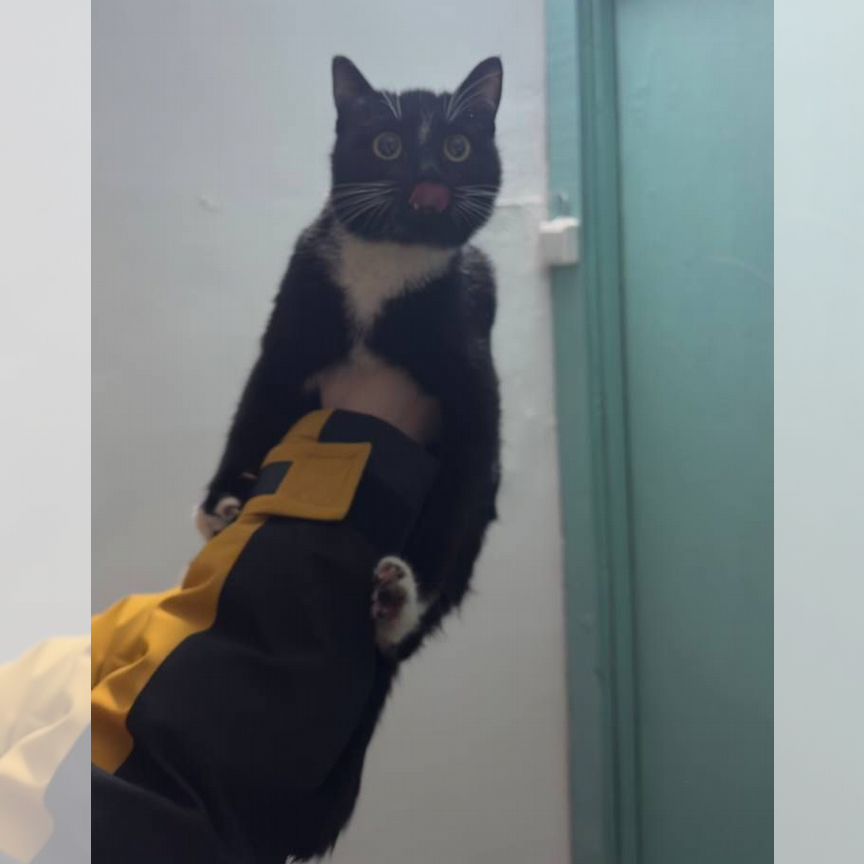 Кошечка с будущими котятками