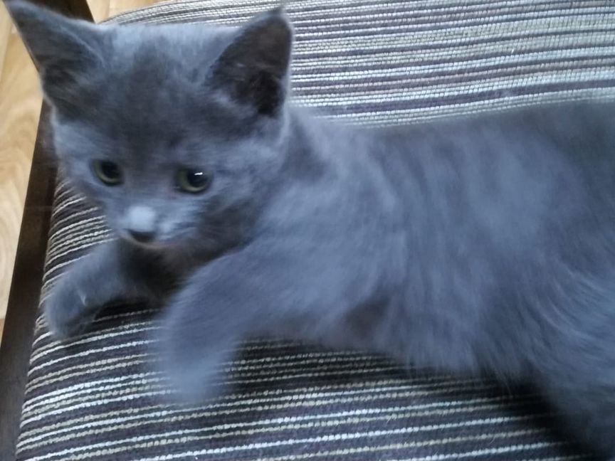 Котята в добрые руки бесплатно