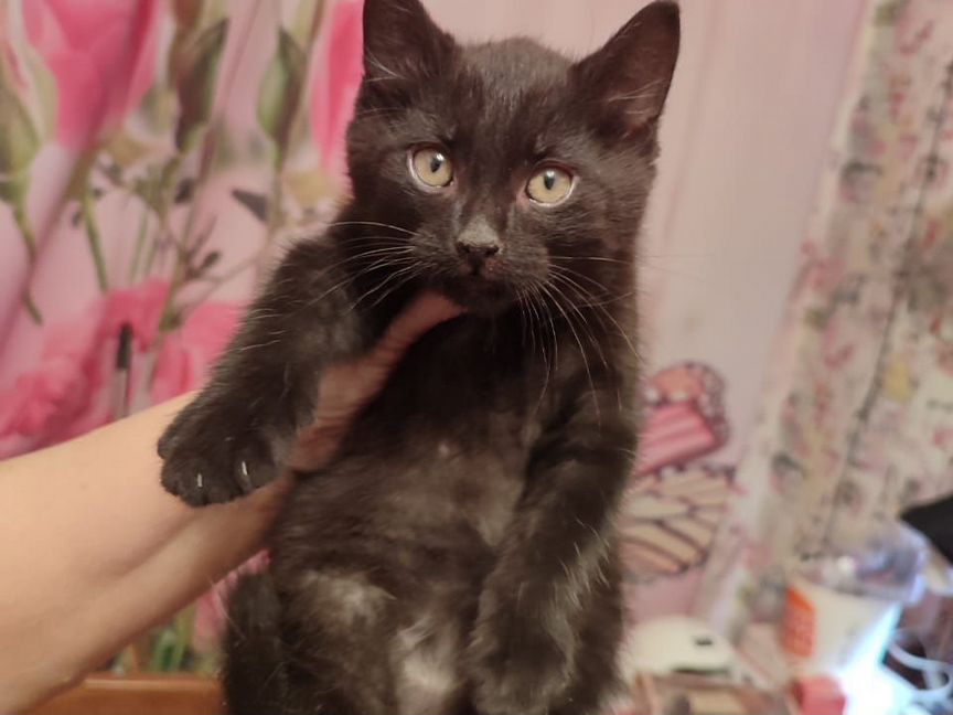 Кошка и котёнок в дар