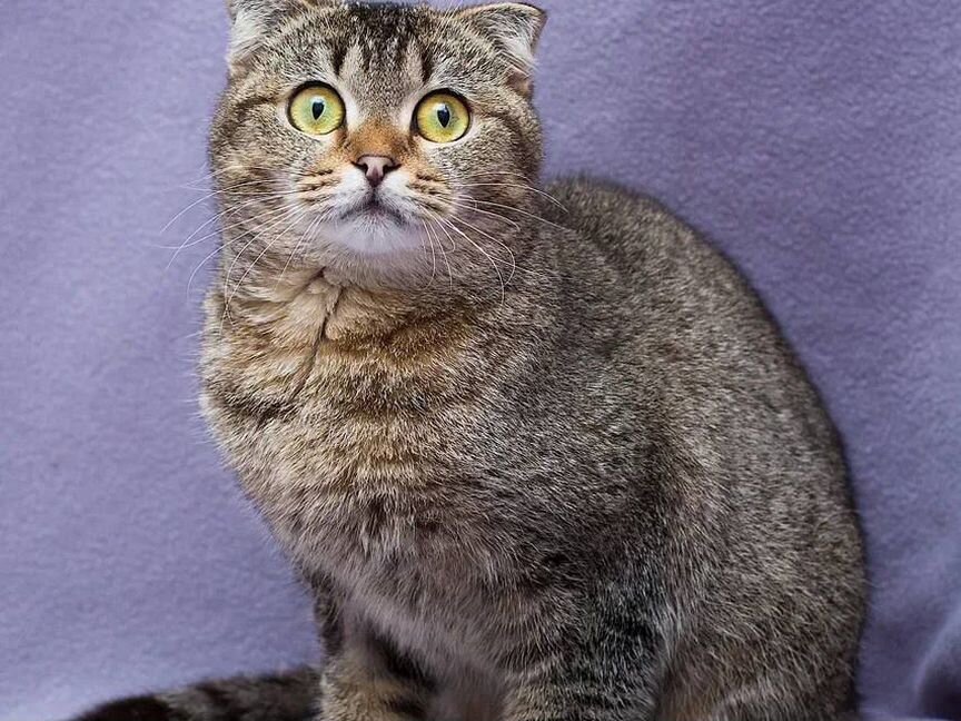 Сколько можно Звездочка снова без дома