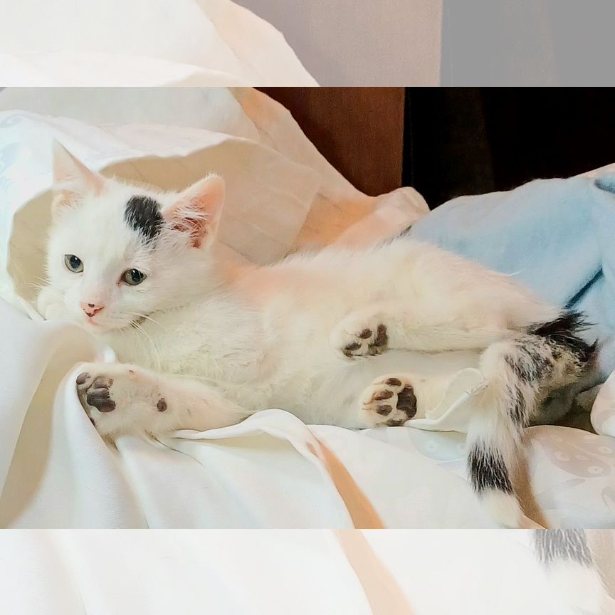 Нежное создание- котенок , мальчик