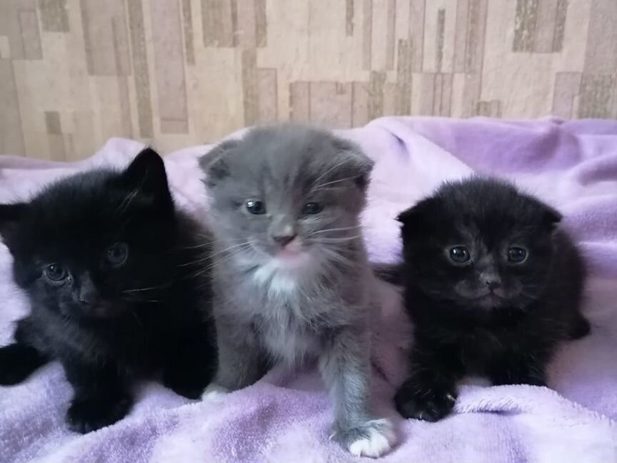 Шотландские вислоухие котята