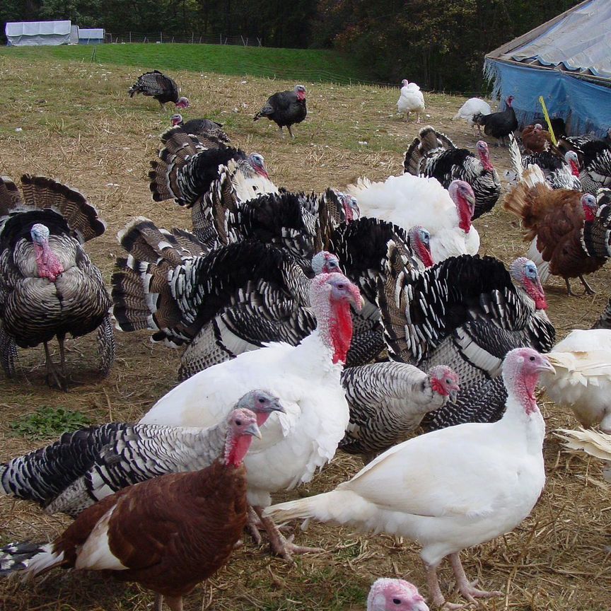 Индюки и индоутки (Шипуны)