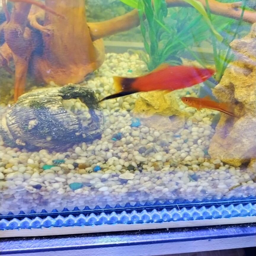 Самец меченосца