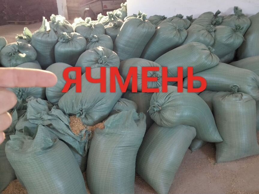 Овес ячмень пшеница