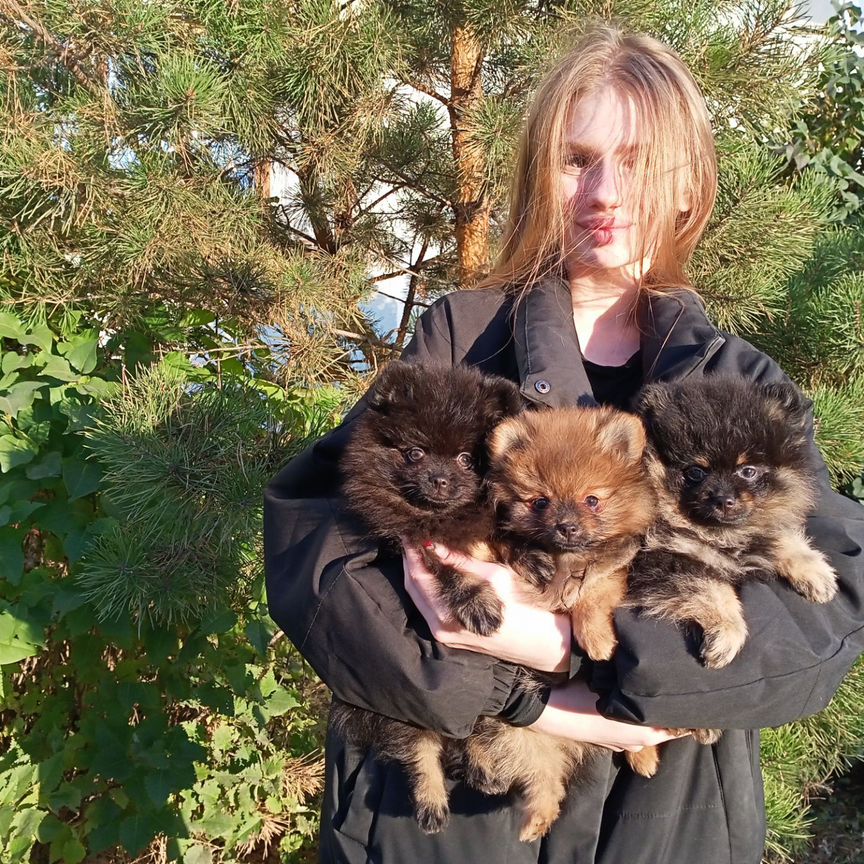 Малыши померанцы