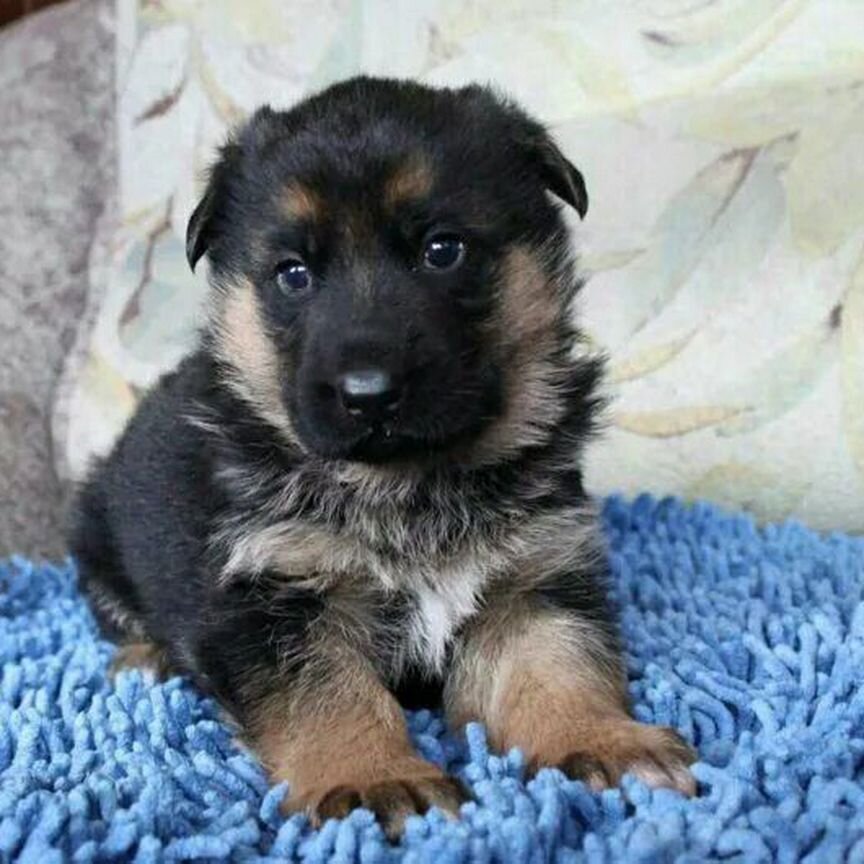 Отдам щенка немца