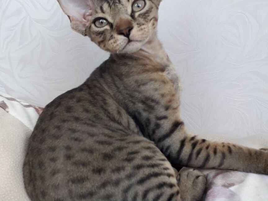 Котята Девон рекс мальчики