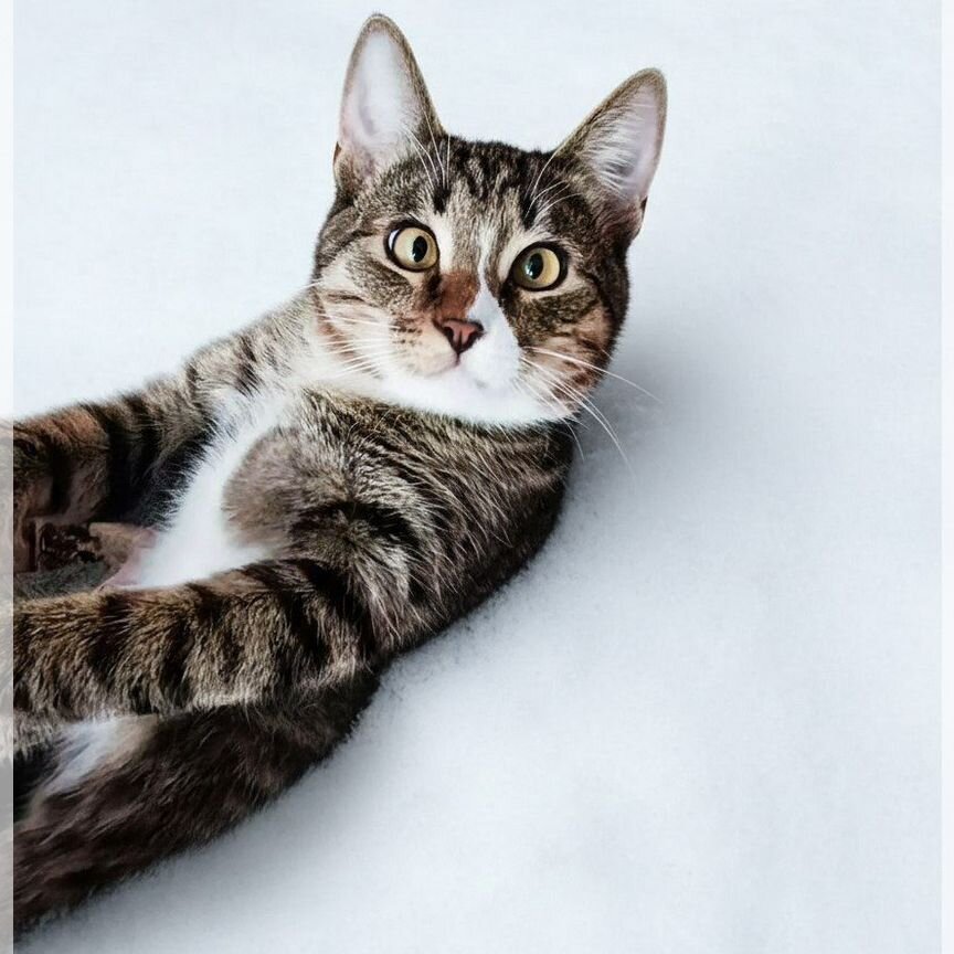 Котёнок в добрые руки