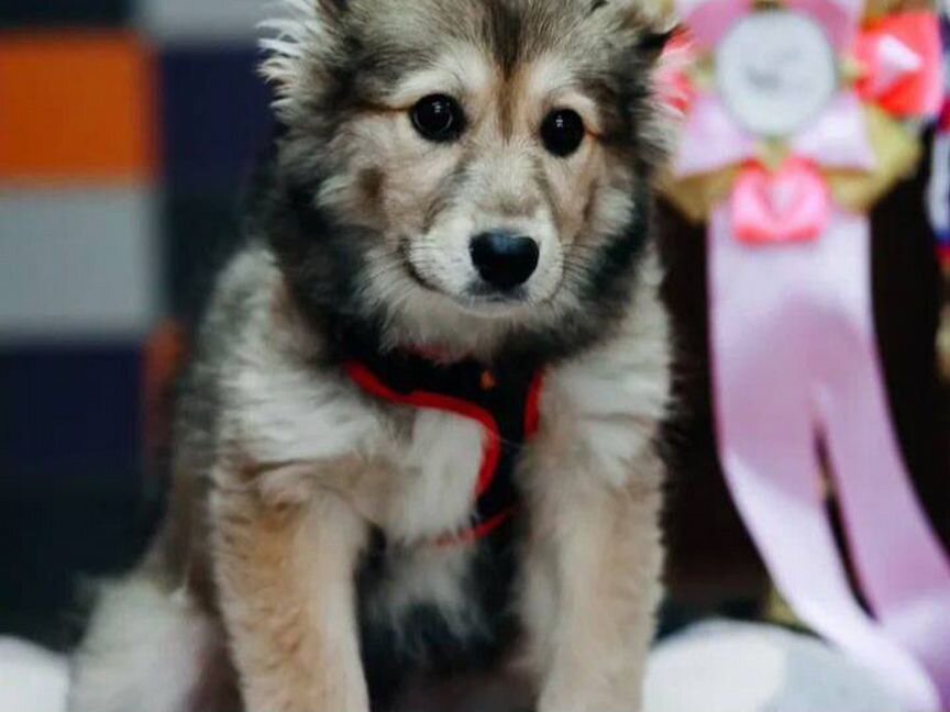 Щенок в добрые руки