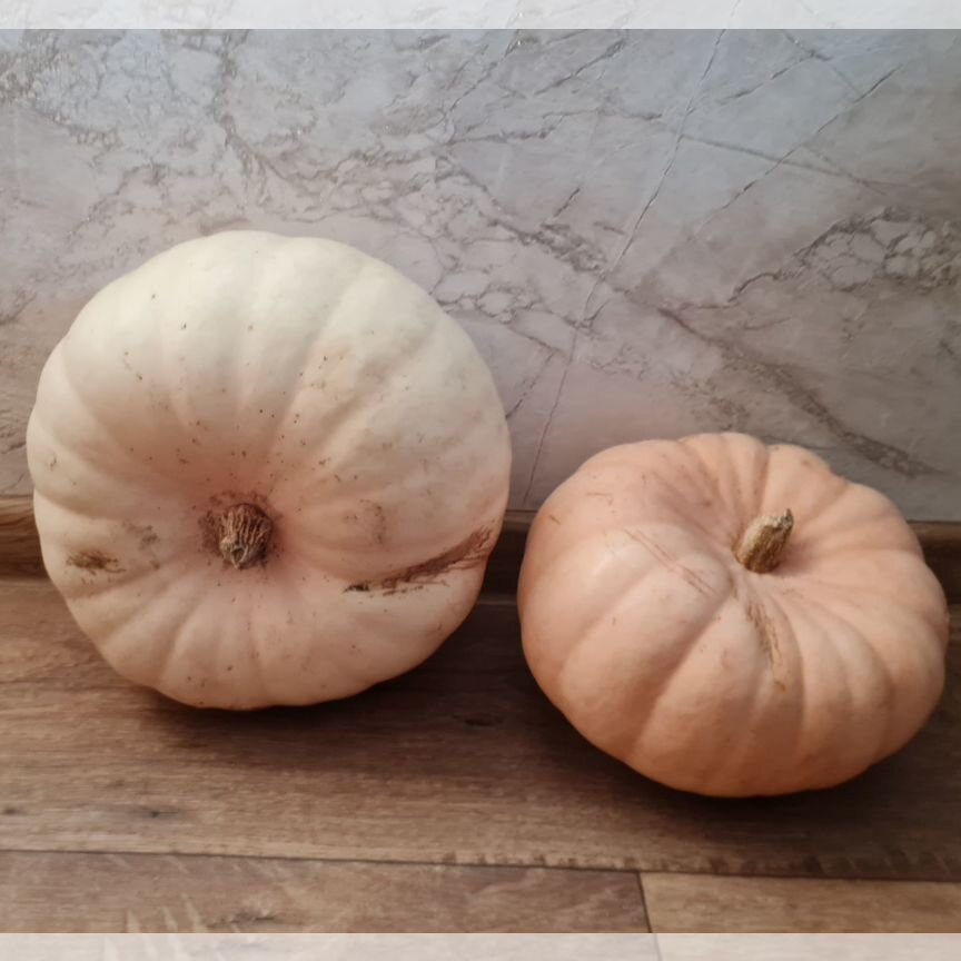 Тыква вкусная