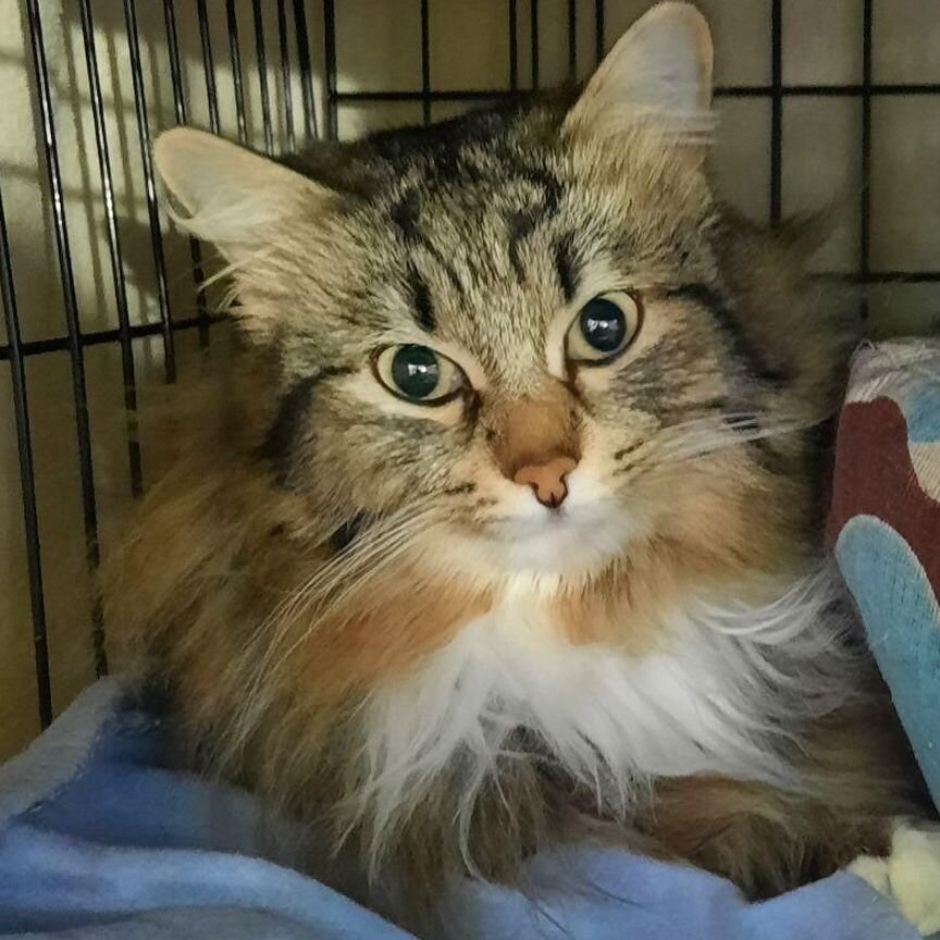 Взрослый кот в добрые руки