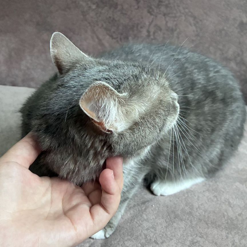Европейская короткошёрстная, взрослая кошка