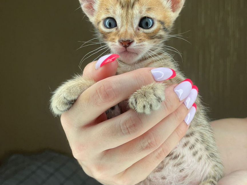 Котята саванна