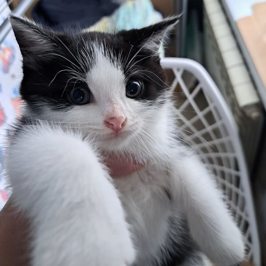 Котик в добрые руки