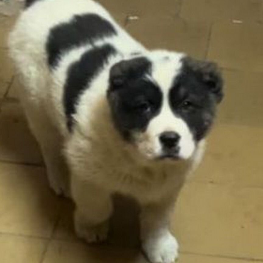 Щенки сао среднеазиатская