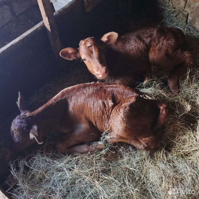 Тёлка и телята