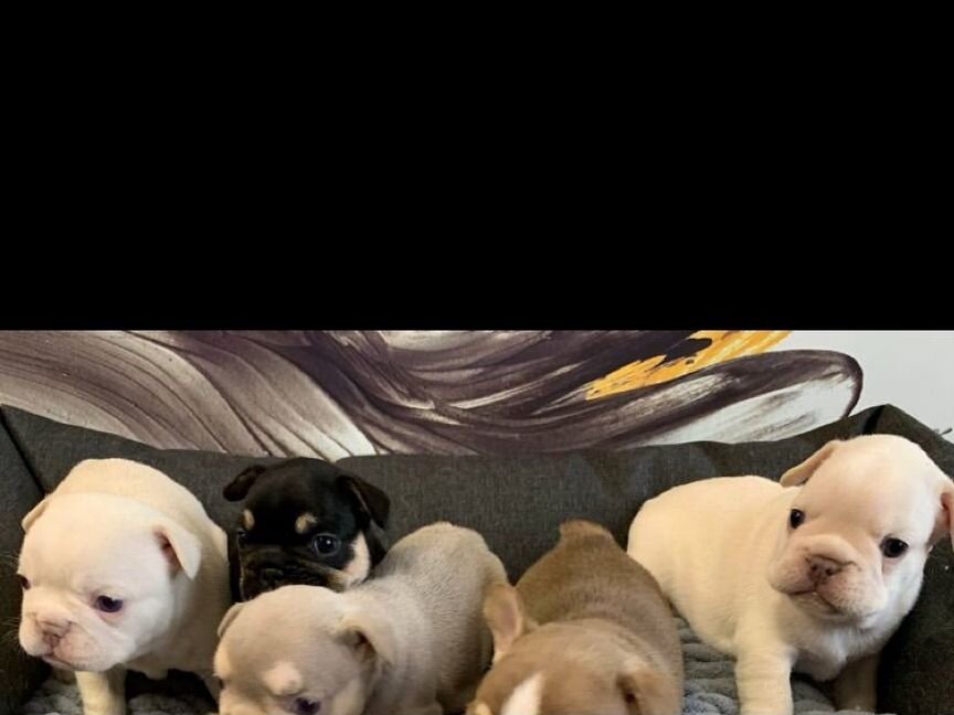 Щенки эксклюзивчики