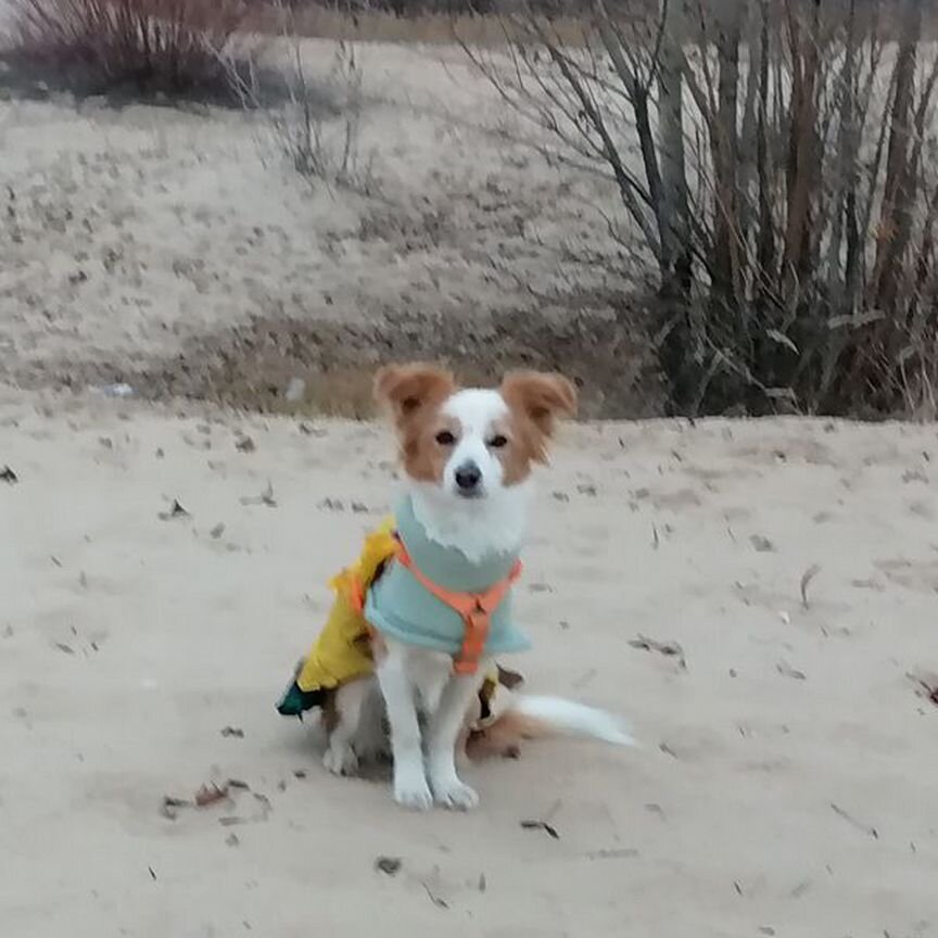 Нужен опытный кобель для вязки