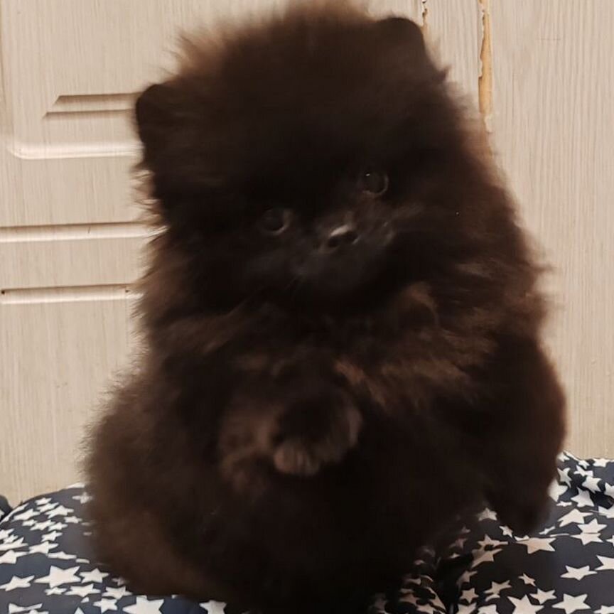 Померанский шпиц, щенок