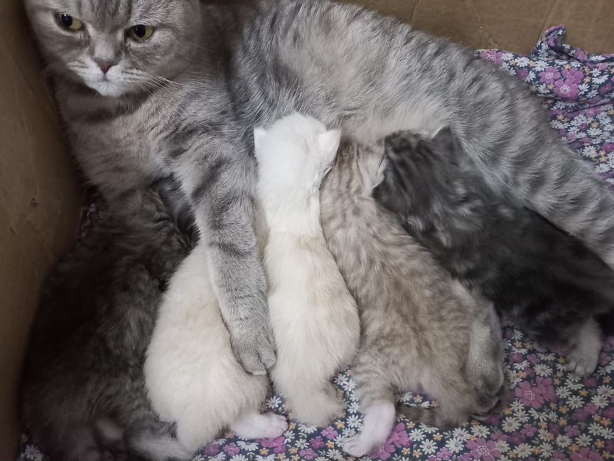 Шотландская