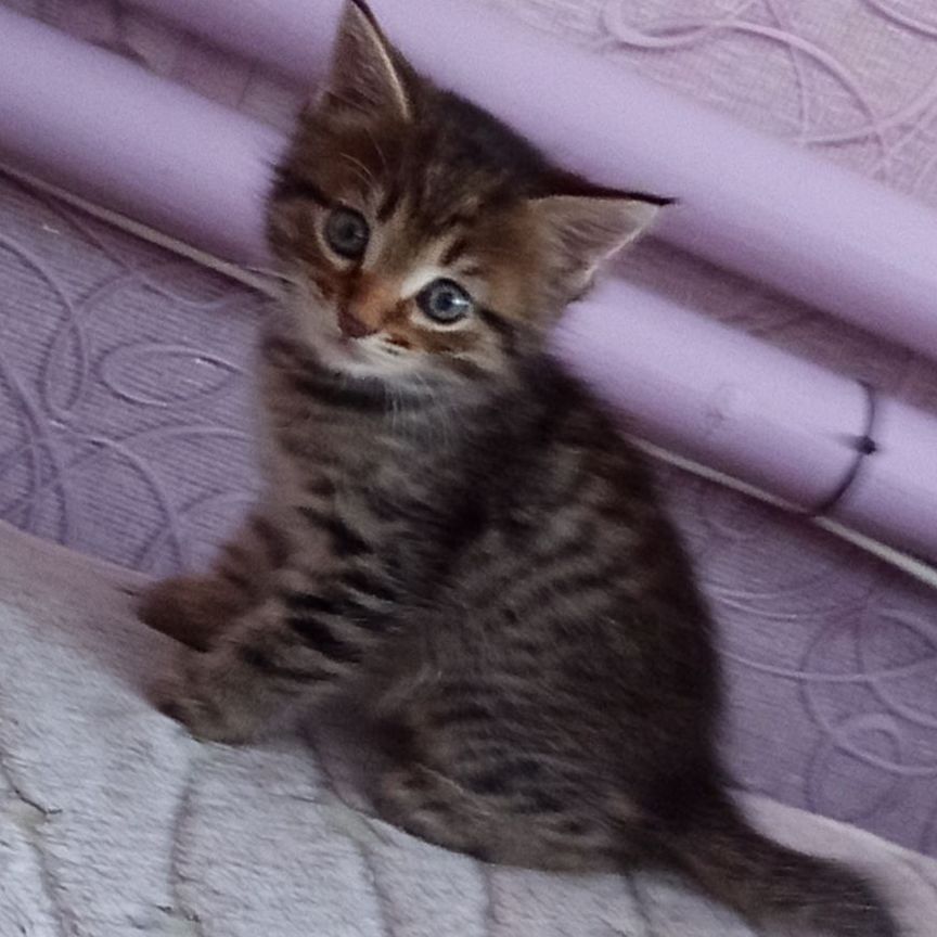 Мейн-кун котёнок