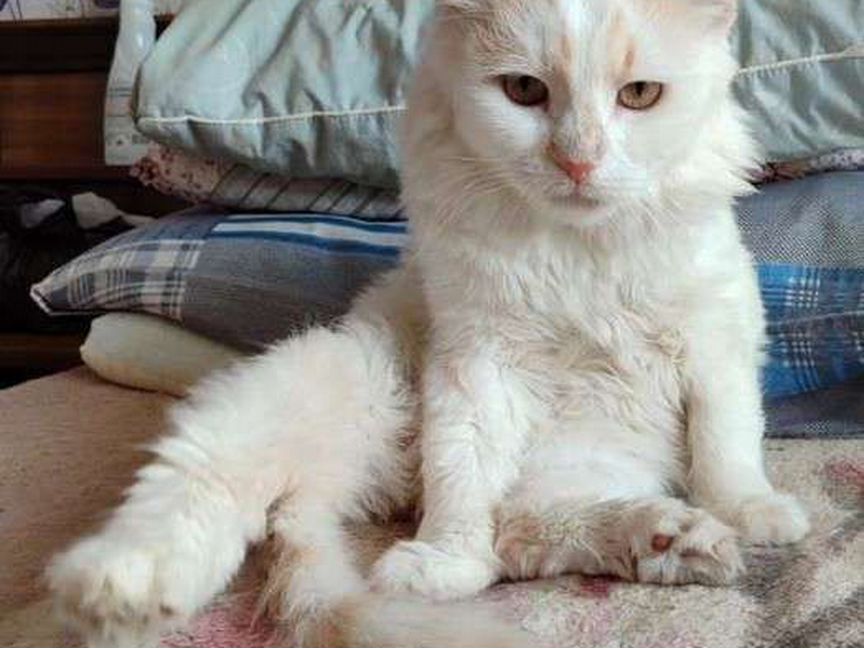 Котик, спасённый с улицы в добрые руки