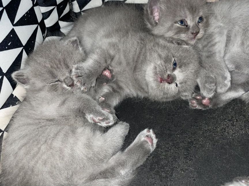 Котята шотландцы