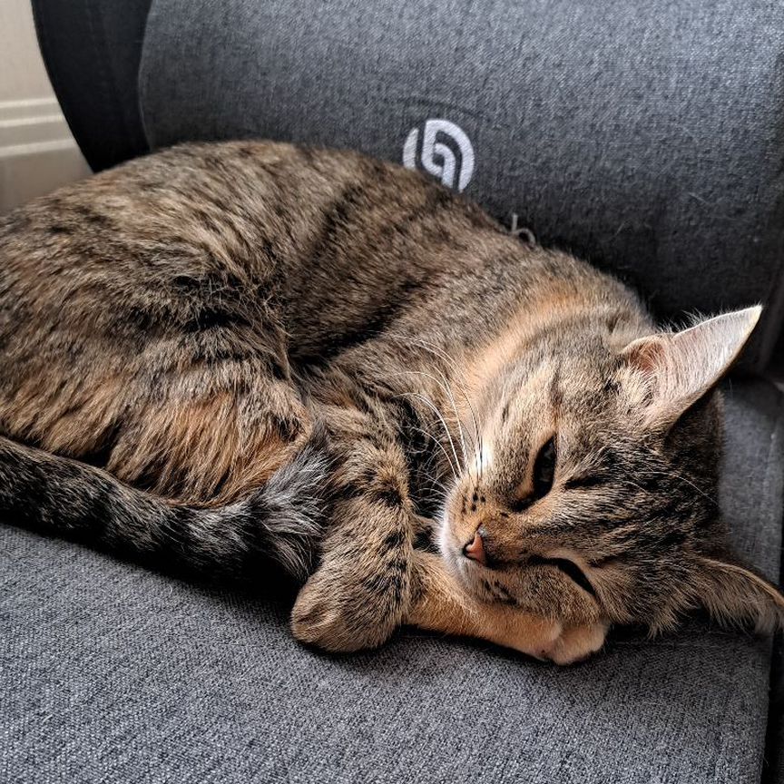 Взрослая, кошка в добрые руки