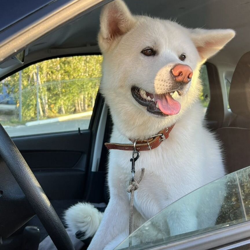 Акита-ину, вязка