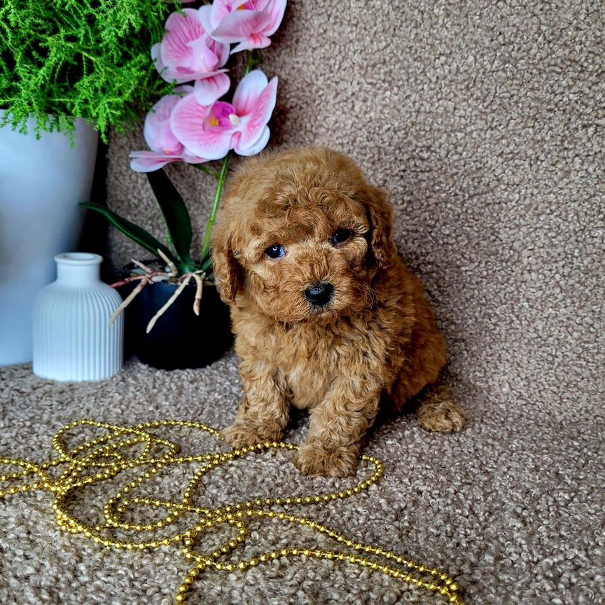 Той-пудель мальчик