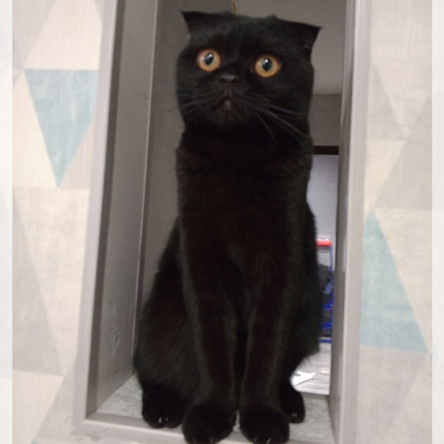 Шотландская вислоухая короткошёрстная кошка, вязка